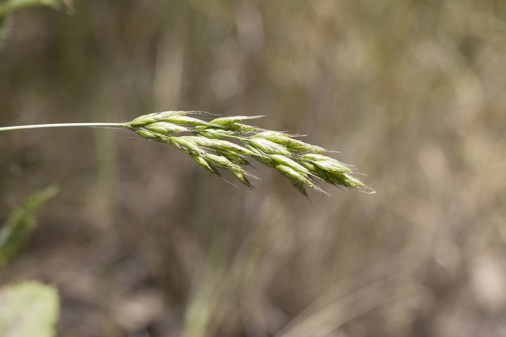 common soft brome from Lake Fyans VIC 3381, Australia on November 9 ...
