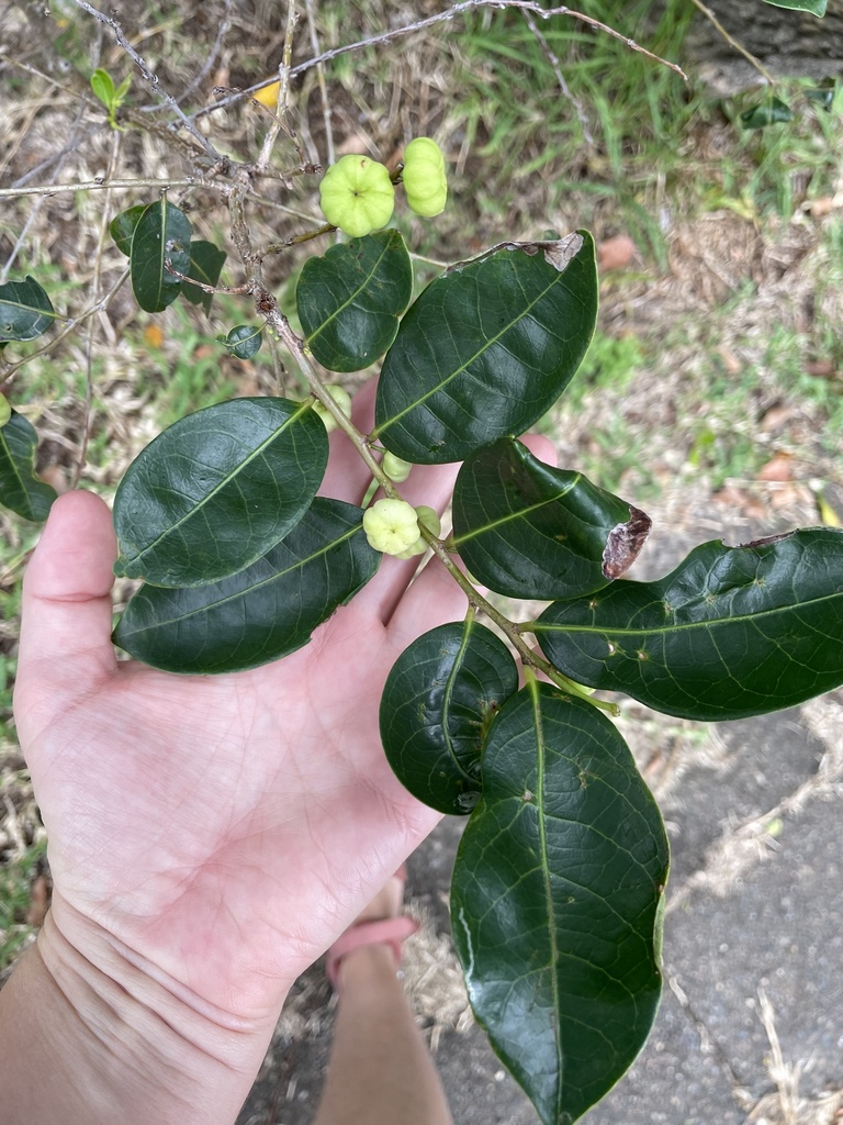 Cheese Tree from Woodville Pl, Annerley, QLD, AU on March 10, 2024 at ...