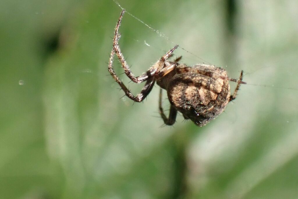 Common Hairy Field Spider from Ogies, 2230, South Africa on February 5 ...