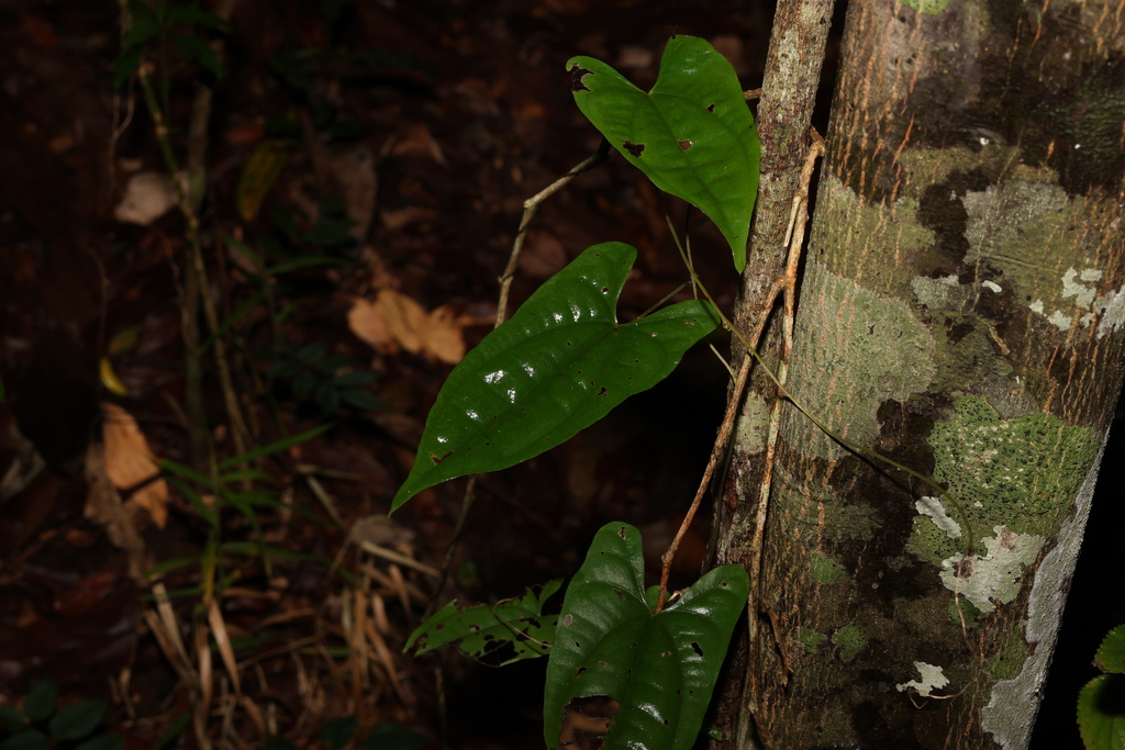 Common Yam Vine from Enoggera Reservoir QLD 4520, Australia on March 10, 2024 at 08:41 AM by ...