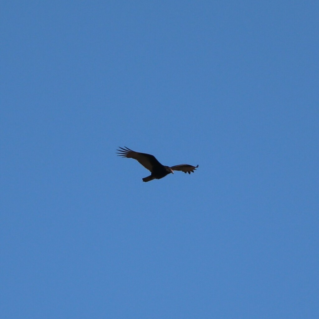 Turkey Vulture from Frederick, Maryland, United States on March 3, 2024 ...