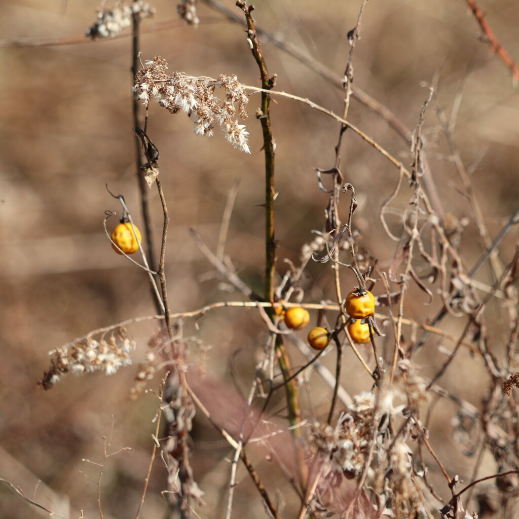 Carolina horsenettle from Frederick County, MD, USA on March 3, 2024 at ...