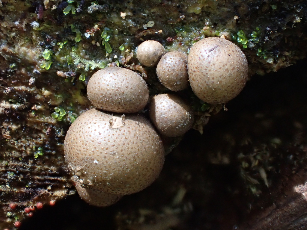 Lycogala from Spicer forest on March 9, 2024 at 11:18 AM by Dr. C.R ...