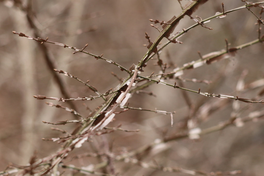 winged euonymus from Mt Airy, MD 21771, USA on March 3, 2024 at 02:46 ...