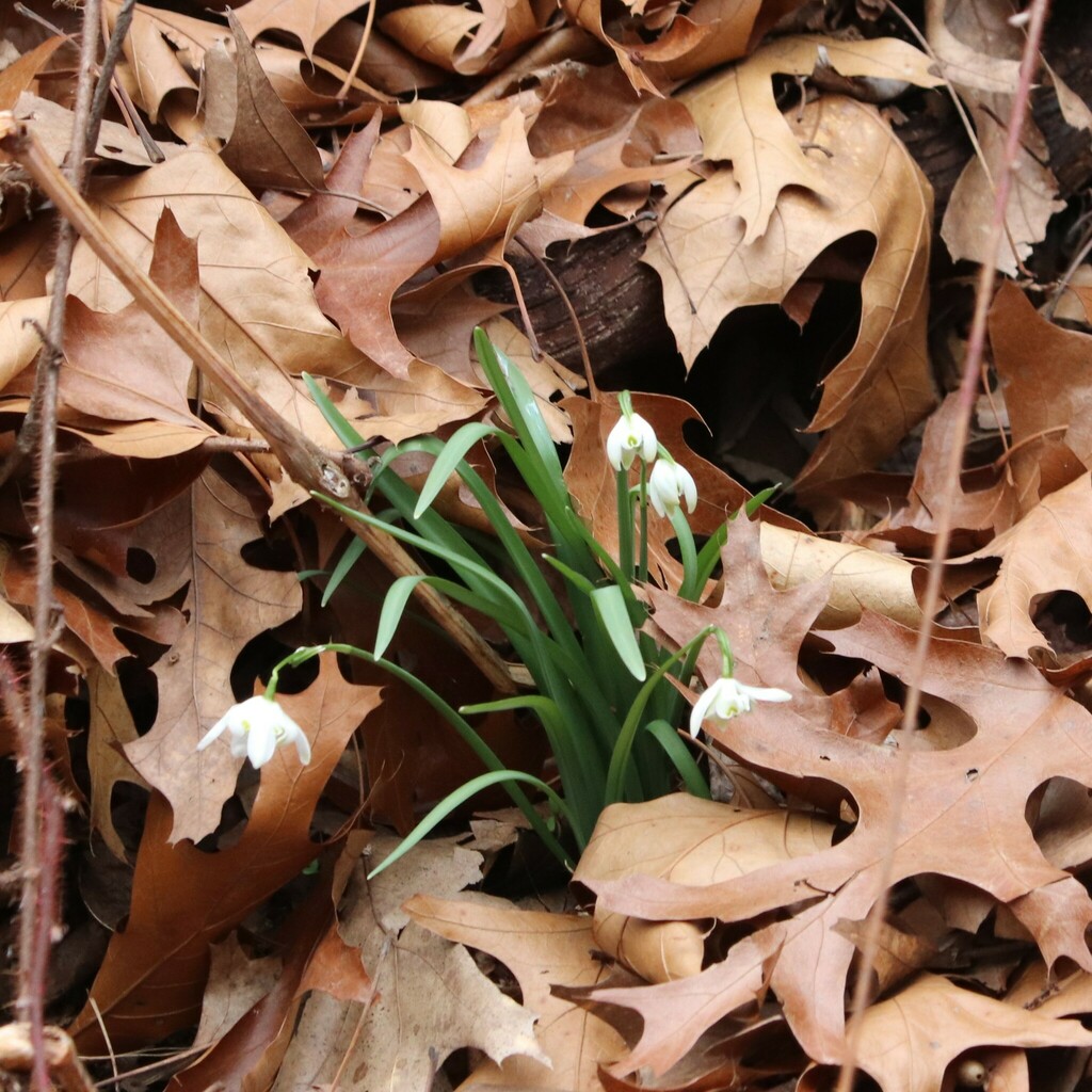 common snowdrop from Mt Airy, MD 21771, USA on March 3, 2024 at 02:53 ...