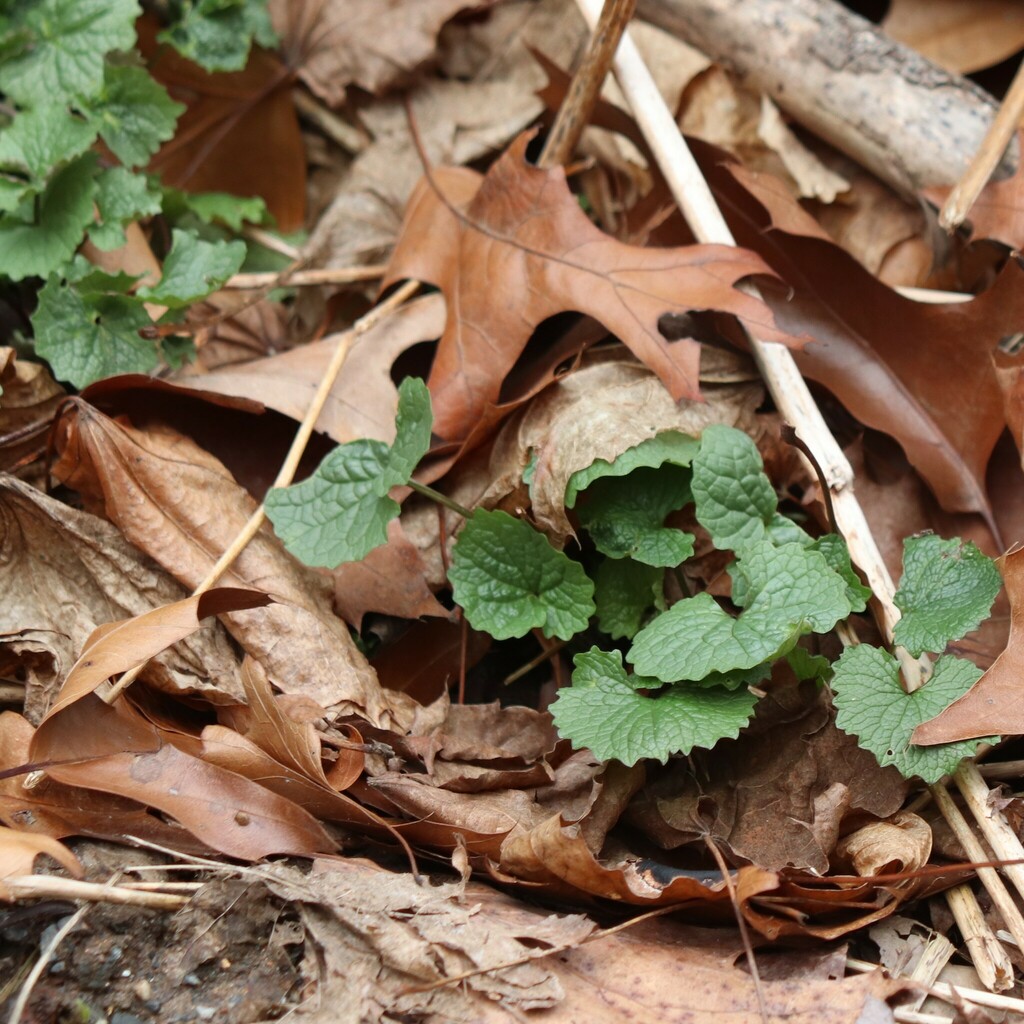 garlic mustard from Mt Airy, MD 21771, USA on March 3, 2024 at 02:56 PM ...