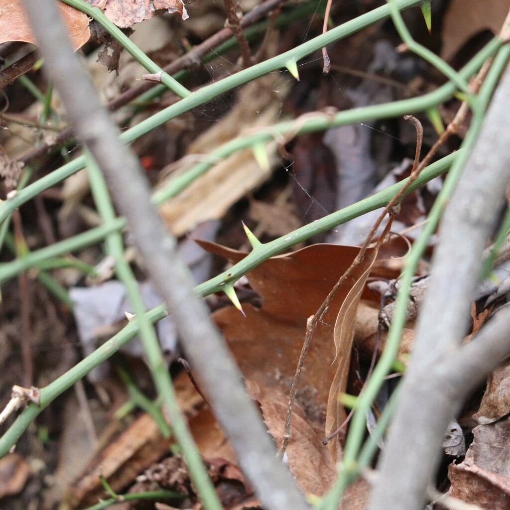 roundleaf greenbrier from Mt Airy, MD 21771, USA on March 3, 2024 at 03 ...