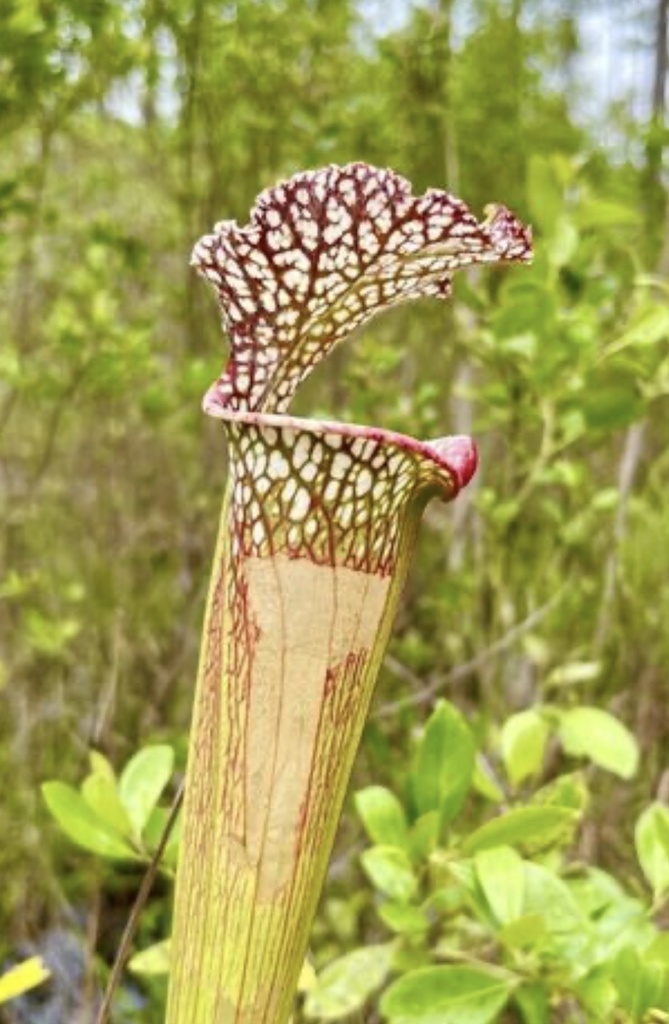 white pitcher plant in March 2024 by James Turner · iNaturalist