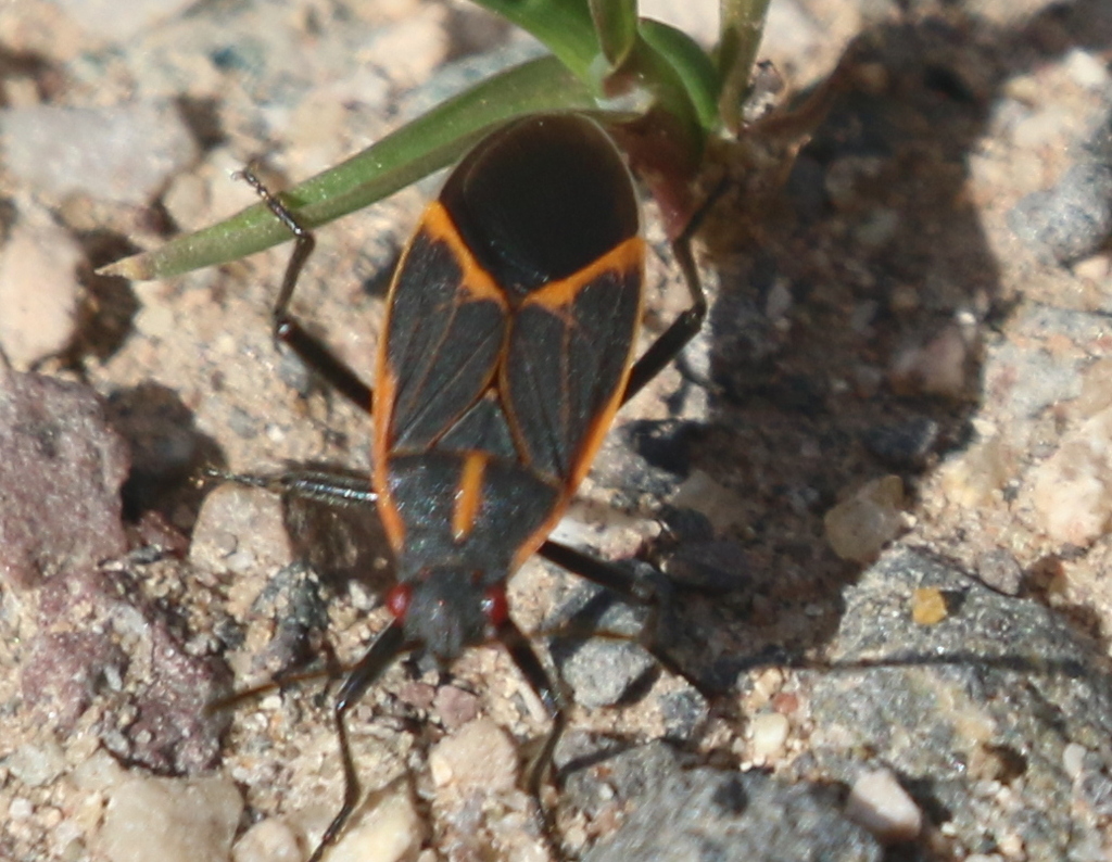Eastern Boxelder Bug from Cornville, AZ 86325, USA on March 9, 2024 at ...