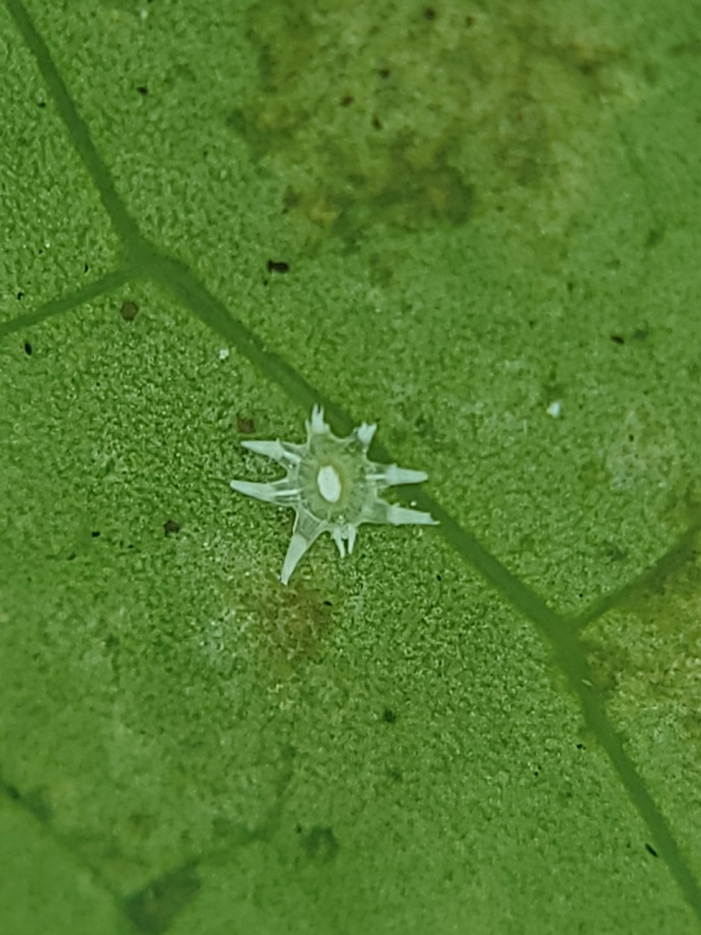 stellate scale insect from Makiki/Lower/ Punchbowl/Tantalus, Honolulu ...