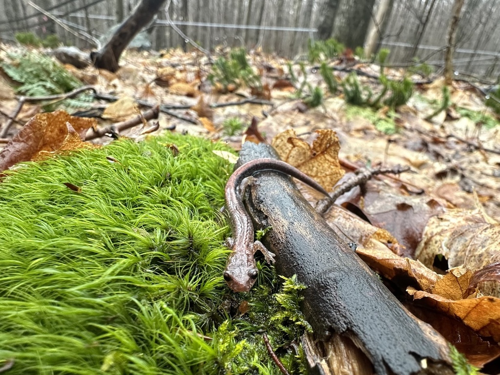 Eastern Red-backed Salamander from Johnson, VT, US on March 6, 2024 at ...