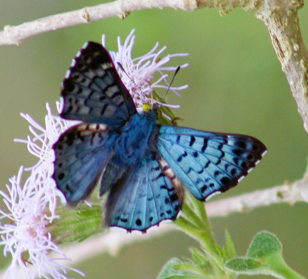 Blue Metalmark from Brownsville, TX, USA on March 8, 2024 at 12:23 PM ...