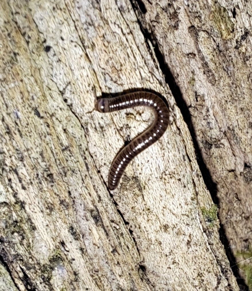 Round-backed Millipedes from Kelburn, Wellington, New Zealand on March ...