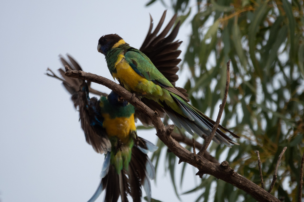 Port Lincoln Parrot from Kalbarri WA 6536, Australia on October 19 ...