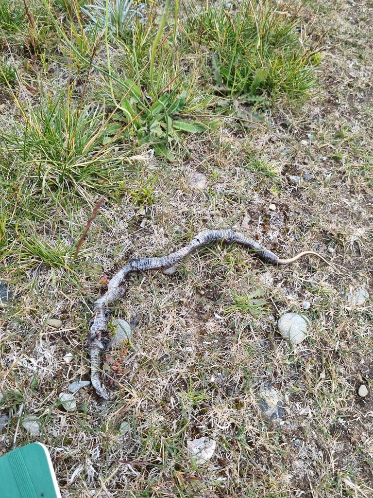 Australian Copperheads from Falls Creek VIC 3699, Australia on February ...
