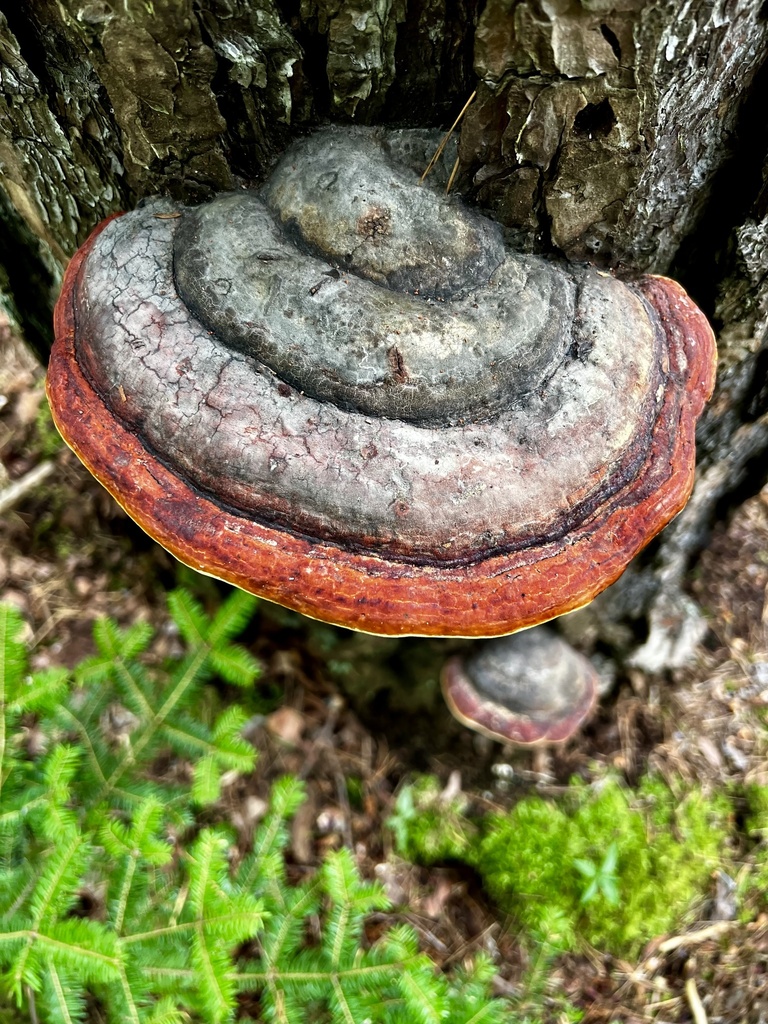 Northern Red Belt from Jurkiewicz Pl, Marshfield, VT, US on July 31 ...