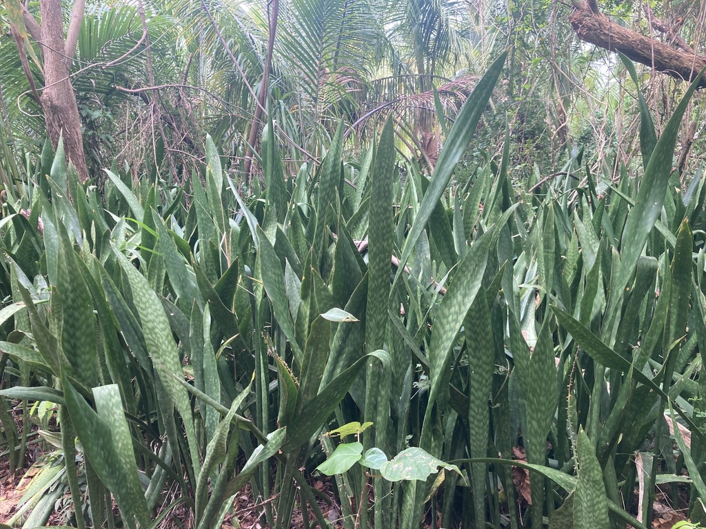 Snake Plant from Puerto Rico, Rincón, Puerto Rico, US on March 7, 2024 ...