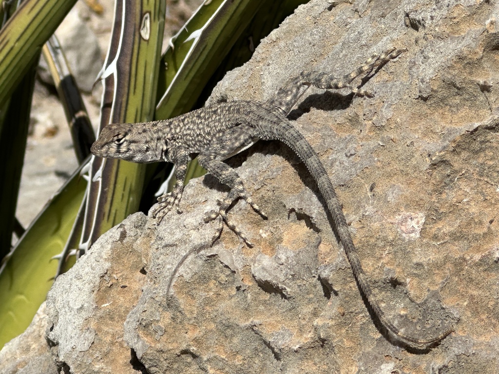 Canyon Lizard (Sceloporus merriami) (Wildlife of the United States ...