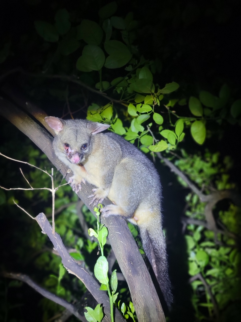 Common Brush-tailed Possum from Wivenhoe Pocket QLD 4306, Australia on ...
