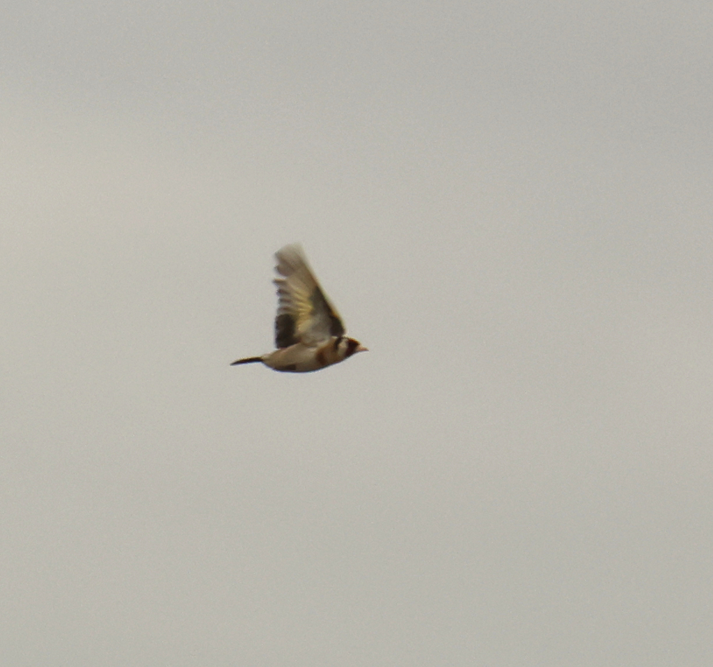 European Goldfinch from Invercargill Estuary, Appleby, Invercargill ...