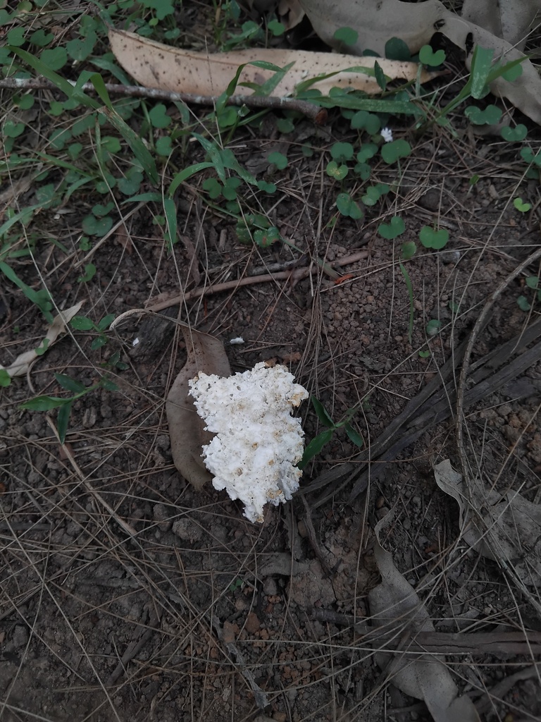 white punk from Sydney NSW, Australia on March 5, 2024 at 02:40 PM by ...