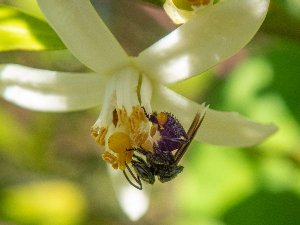Black Slender-Stingless bee from Uxmal, Yucatan, Mexico on February 08 ...