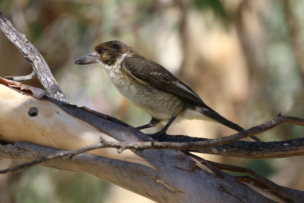 Grey Butcherbird from Geoscience Australia, Symonston, ACT, Australia ...