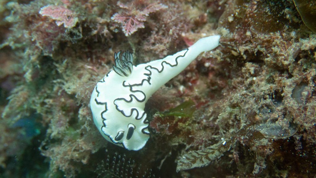 Black-margined Nudibranch from Jervis Bay, Beecroft Peninsula, NSW, AU ...