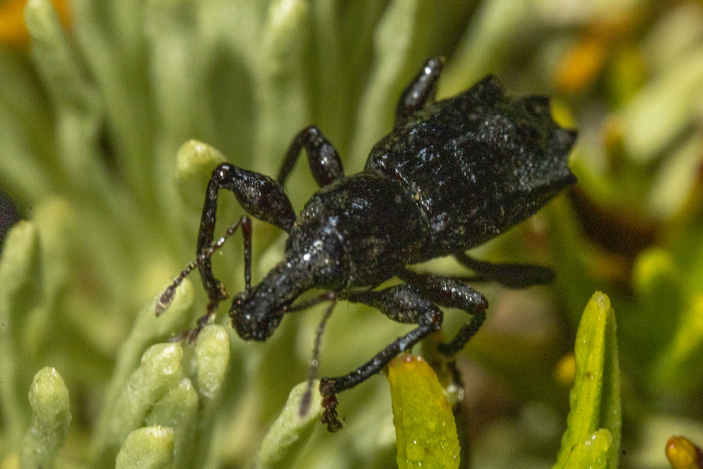 True Weevils from Lower Buller Gorge, New Zealand on March 9, 2024 at ...
