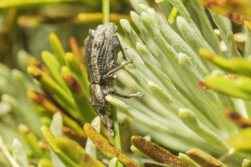 True Weevils from Lower Buller Gorge, New Zealand on March 9, 2024 at ...