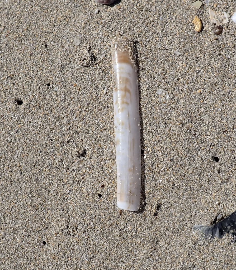 Southern Razor Shell from Bega Valley, AU-NS, AU on March 9, 2024 at 10 ...