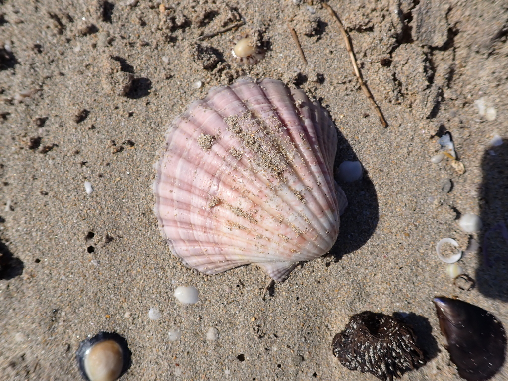 Commercial Scallop from Bega Valley, AU-NS, AU on March 9, 2024 at 10: ...