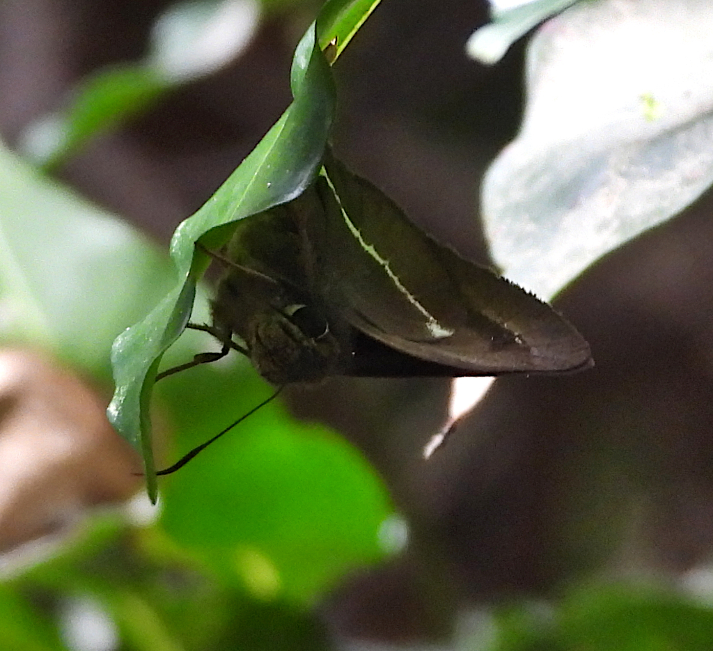 Narrow-banded Awl from Heather Anne Dr, Draper QLD 4520, Australia on ...