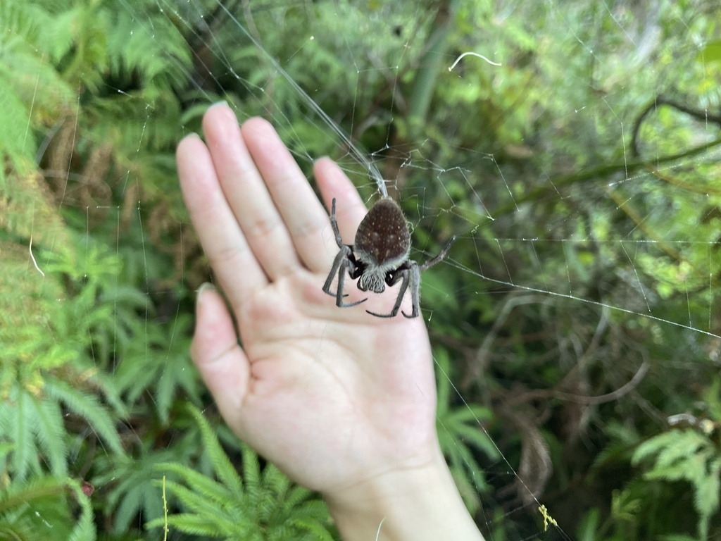 Australian Garden Orb Weaver from Rusty's Way, Roseville Chase, NSW, AU ...