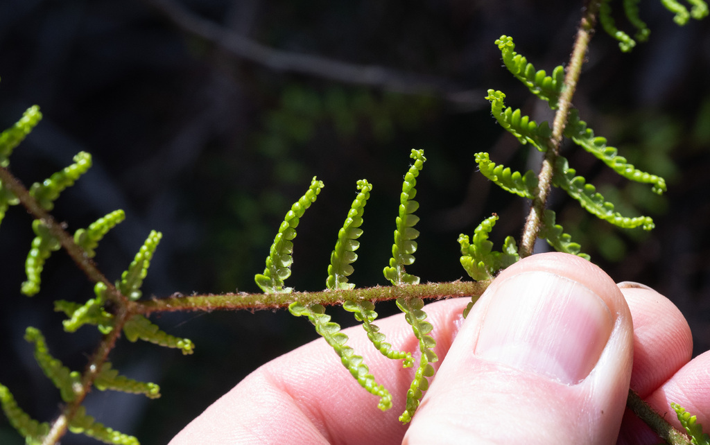 scrambling coral-fern from Wilsons Promontory VIC 3960, Australia on ...
