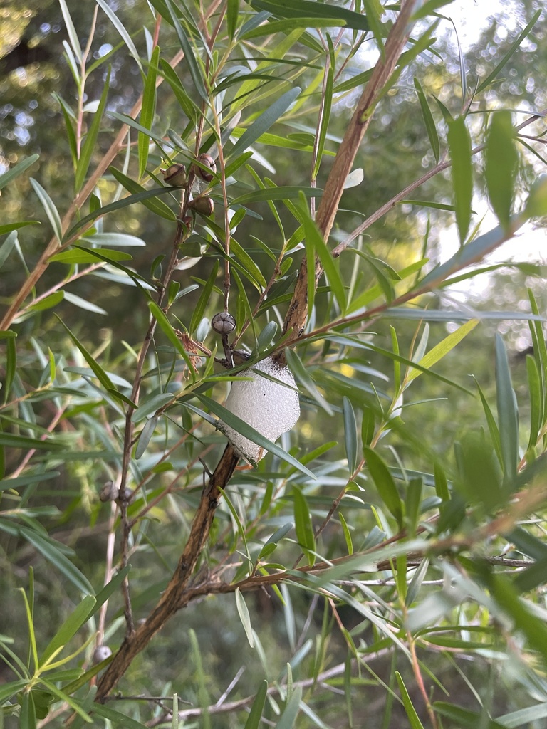 Spittlebugs and Froghoppers in March 2024 by Pintsen JIN · iNaturalist