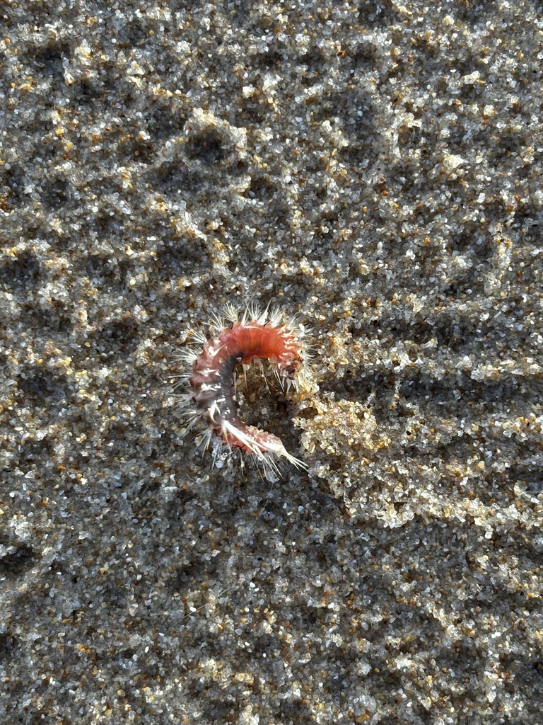Amphinomida from Tarifa, Cádiz, ES on March 10, 2024 at 08:10 AM by ...