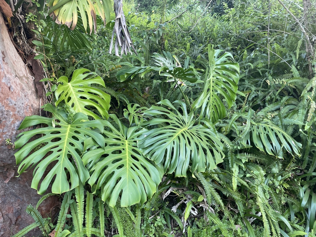 Swiss Cheese Plant in March 2024 by Pintsen JIN · iNaturalist