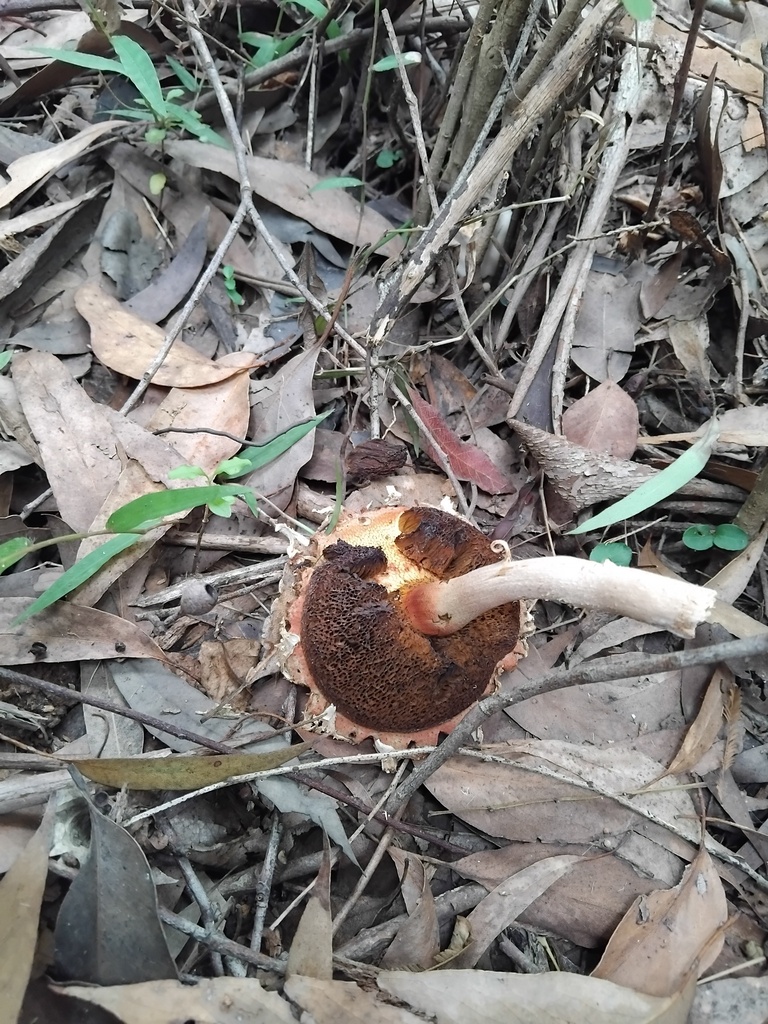 Boletellus in March 2024 by Sofia Zvolanek · iNaturalist