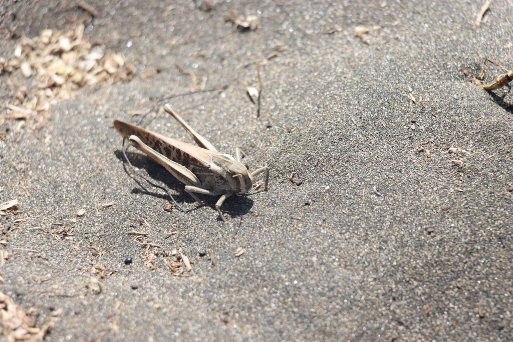 Migratory Locust from Huia, Auckland 0604, New Zealand on March 10 ...