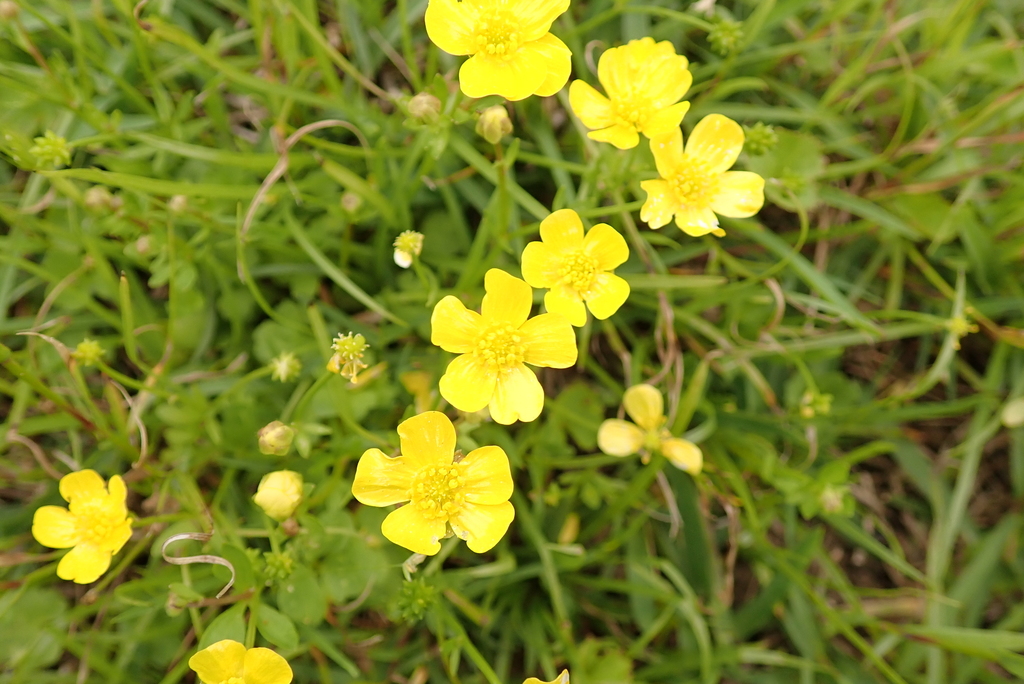 Japanese Buttercup (Ranunculus japonicus) - Botanical Realm