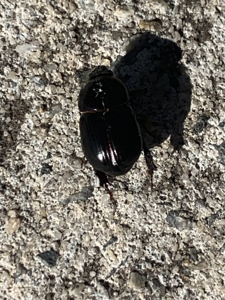 African Black Beetle from Seabrook St, Mount Hawthorn, WA, AU on March ...