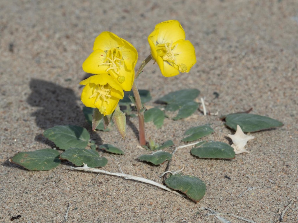 Chylismia in January 2019 by Christopher J. Earle · iNaturalist