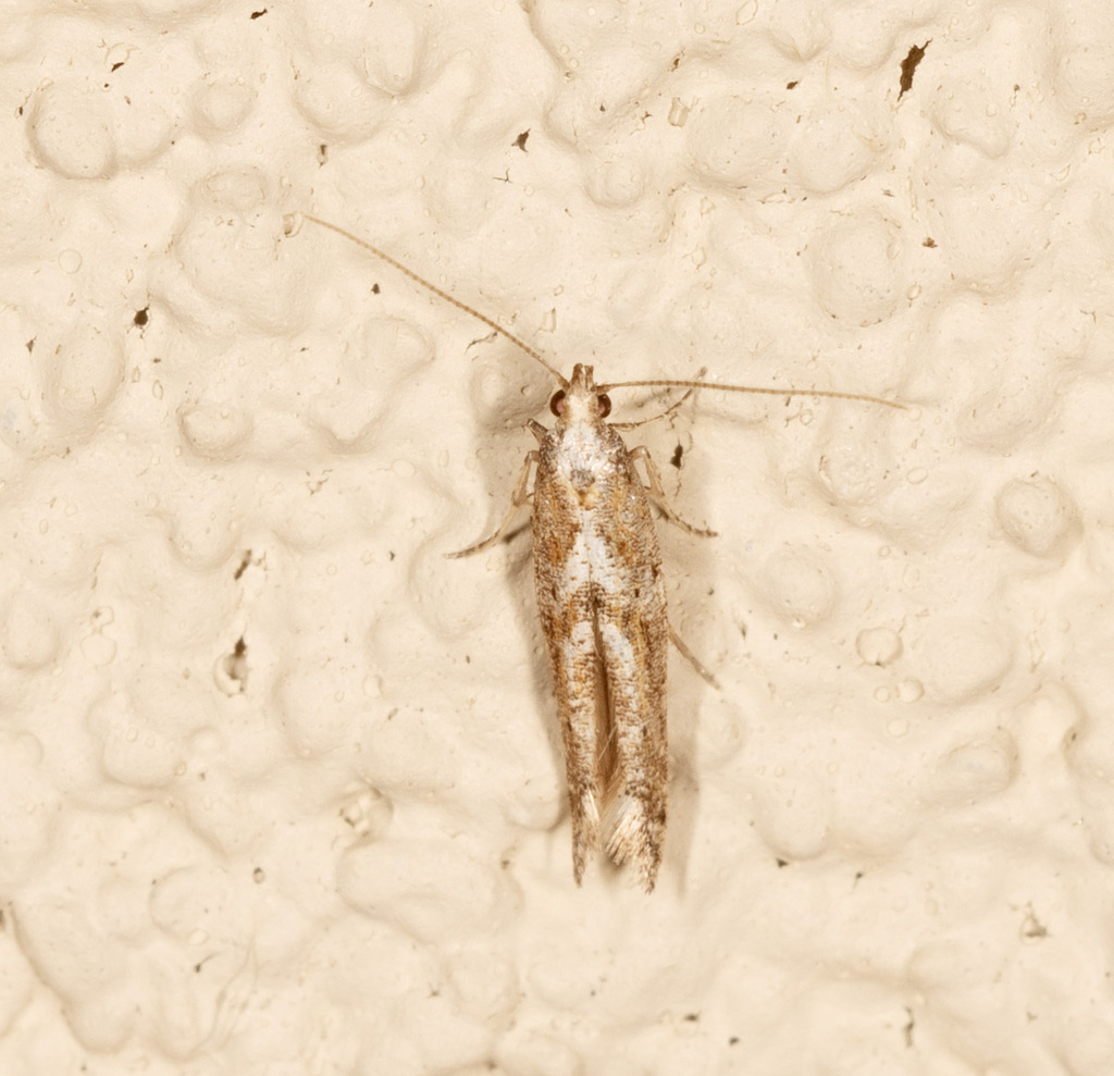Epermeniidae from Ridgeway TAS 7054, Australia on March 8, 2024 at 10: ...