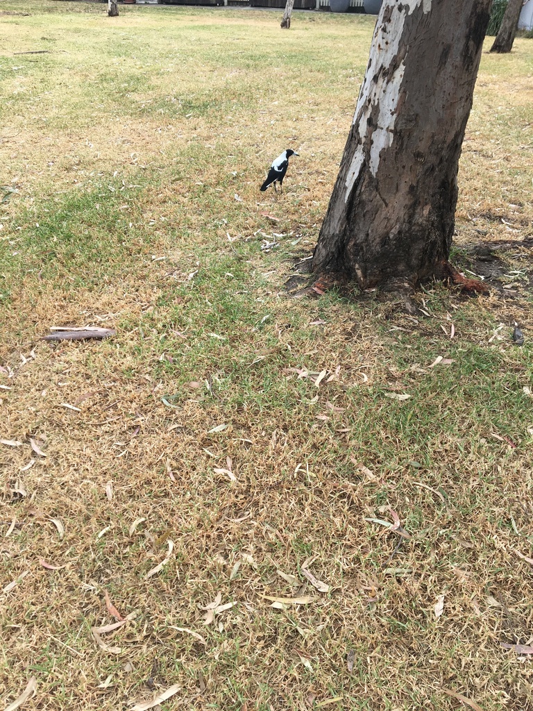 Australian Magpie from Allard Park, Brunswick East, VIC, AU on February ...
