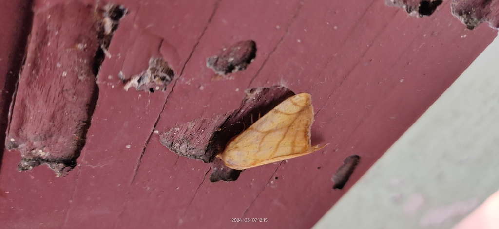 Transverse moth from 33/1933, Near EMC, Chakkaraparambu, Vennala, Kochi ...