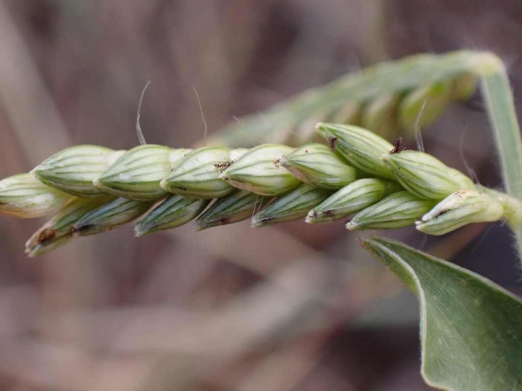 Liverseed Grass from Mangaung Metropolitan Municipality, South Africa ...