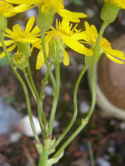 Prairie Groundsel (Plants of Chatfield State Park) · iNaturalist