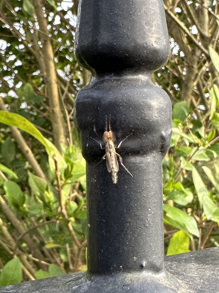 Non-biting Midges from Wimbledon Park, London, England, GB on March 9 ...