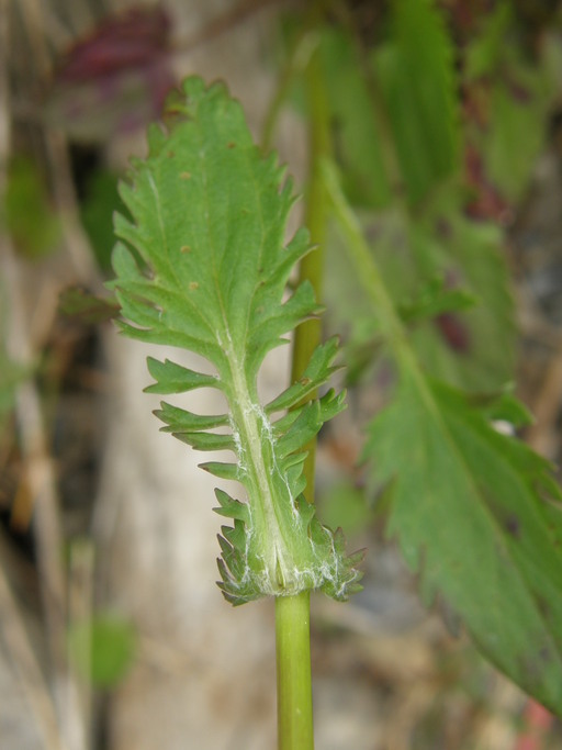 Prairie Groundsel (Plants of Chatfield State Park) · iNaturalist